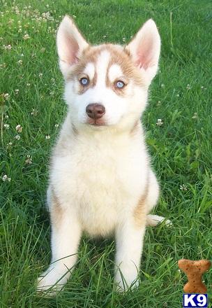 Siberian Husky Puppy for Sale: Husky female Sable and White Sierra