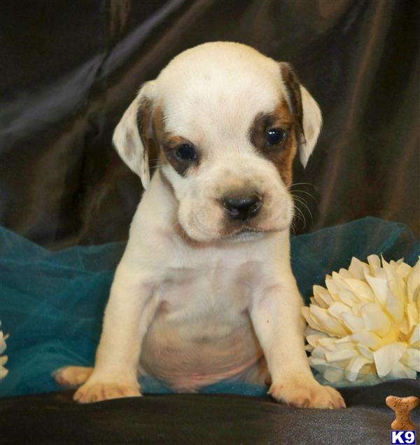 BeaBull brindle and white male Gus