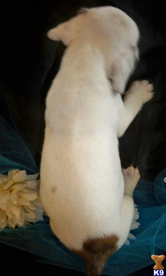 BeaBull brindle and white male Gus