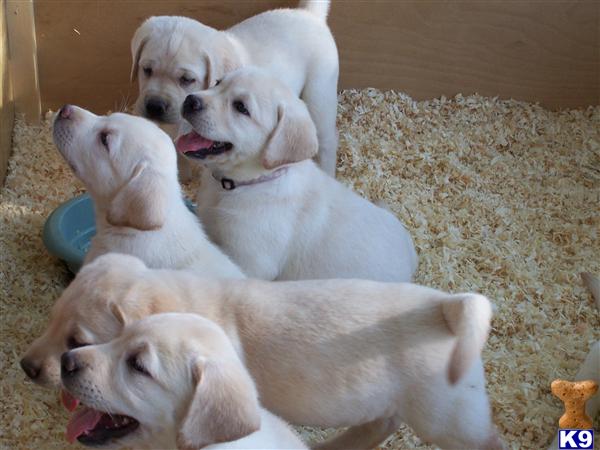 AKC HUNTING/TRAIL/SHOW/CHAMPION LINES