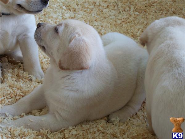 AKC HUNTING/TRAIL/SHOW/CHAMPION LINES