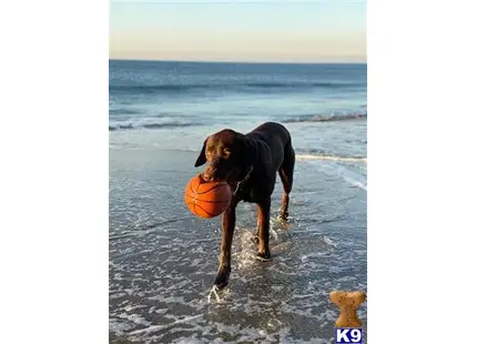 Labrador Retriever Stud Dogs in California - K9Stud