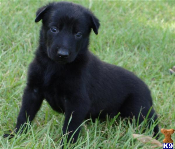 Rare BLACK Belgian Malinois