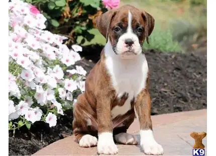 Boxer Puppies for Sale - Loyal and Energetic Companions | K9Stud.com