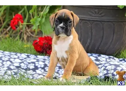 Boxer Puppies for Sale - Loyal and Energetic Companions | K9Stud.com