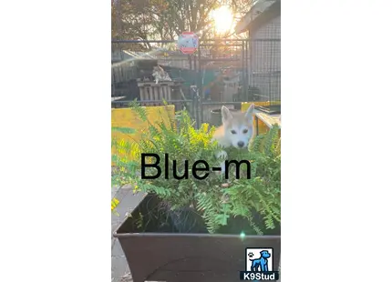 Wolf Dog (Calupoh) Breed Information - Traits, Care, and FAQs