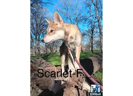 Wolf Dog (Calupoh) Breed Information - Traits, Care, and FAQs