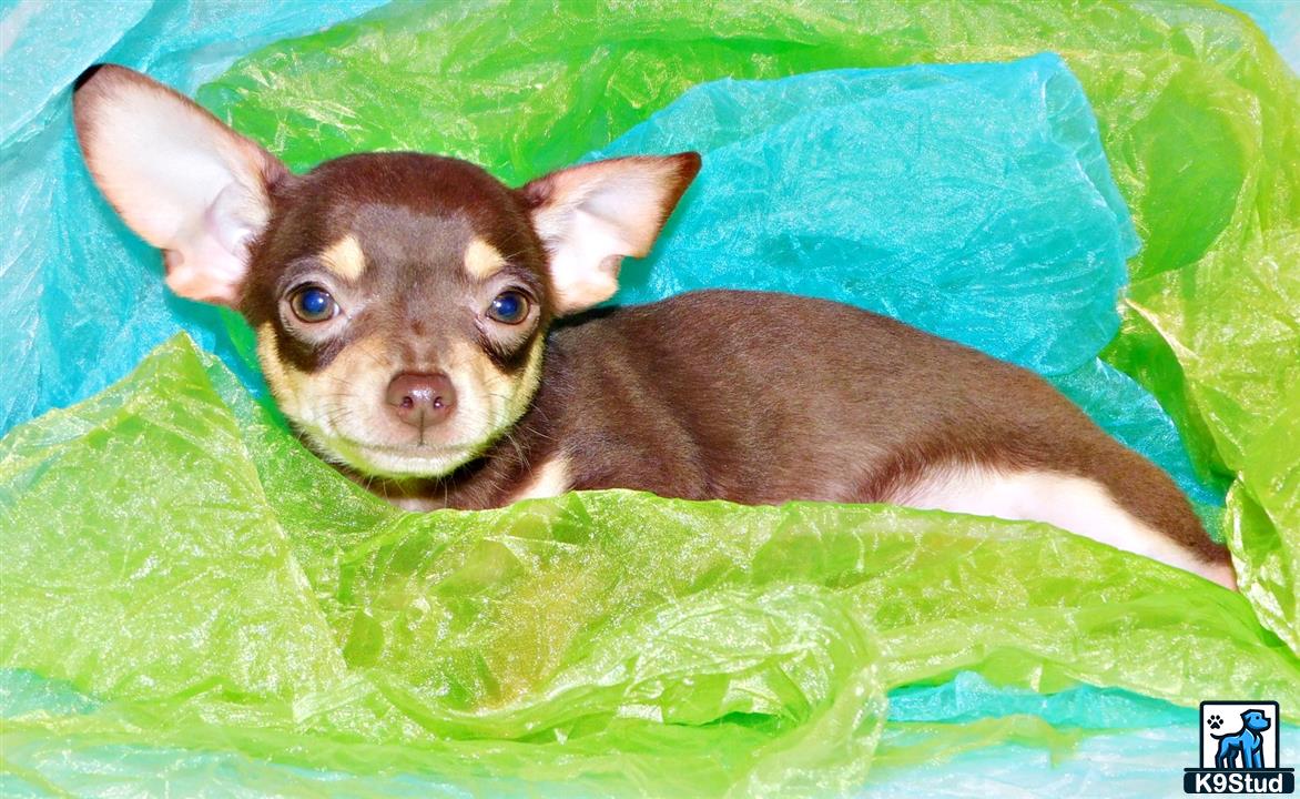 Chihuahua Puppies for Sale - Find Your Tiny Companion Today | K9Stud.com