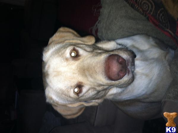 Labrador Retriever Stud Dog: Gunner 12 Years old