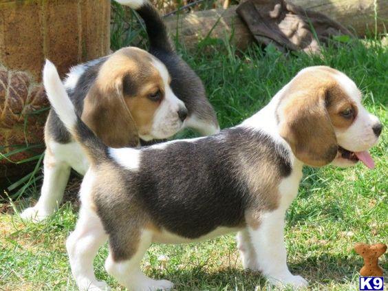 Beagle Puppies For Sale