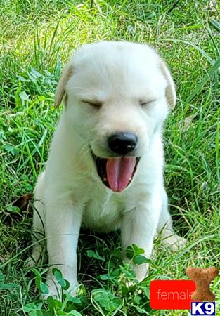 Labrador Retriever Puppy for Sale: Female Yellow Lab 19 Months old