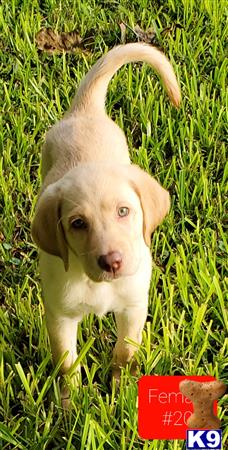 Female Yellow Dudley Lab