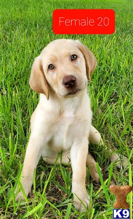 Female Yellow Dudley Lab
