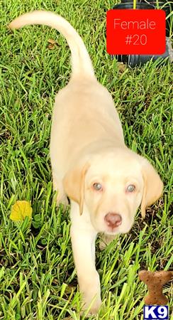 Female Yellow Dudley Lab