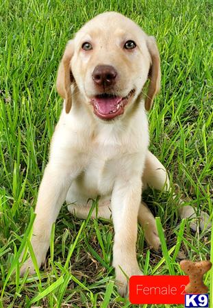 Female Yellow Dudley Lab