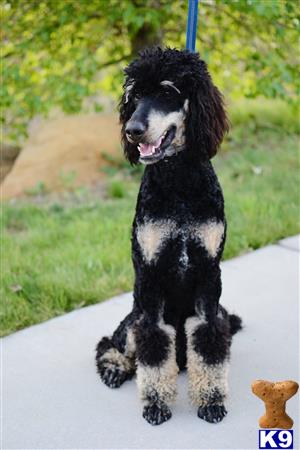 Poodle Stud Dog: Copper 4 Years old