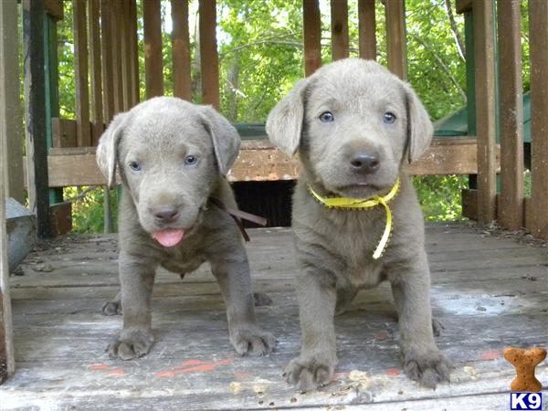 AKC Female silver lab pups