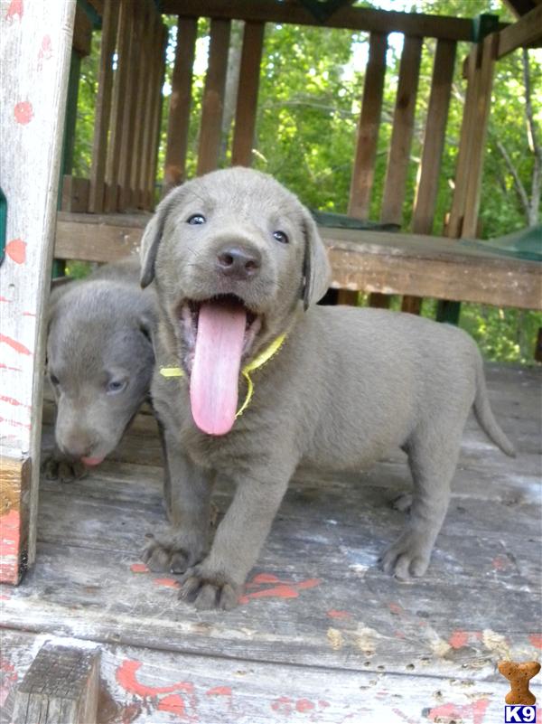 AKC Female silver lab pups