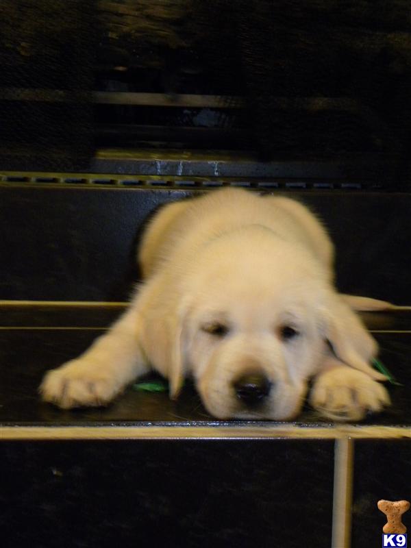 Labrador Retriever Puppy for Sale: English Cream Lab pups- Champion ...