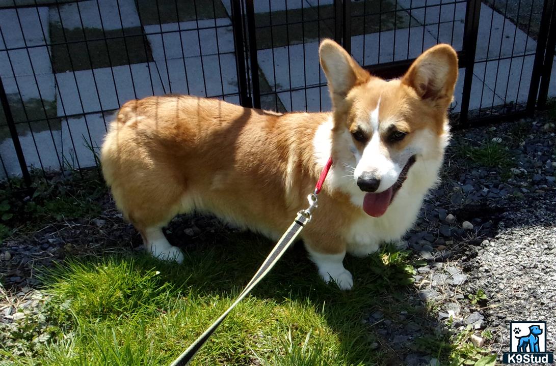 Pembroke Welsh Corgi Stud Dogs - K9Stud