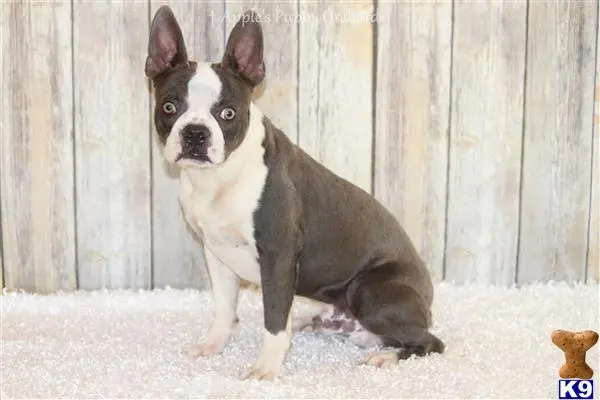 Boston Terrier Stud Dog: Lil Blue Mojo 8 Years old