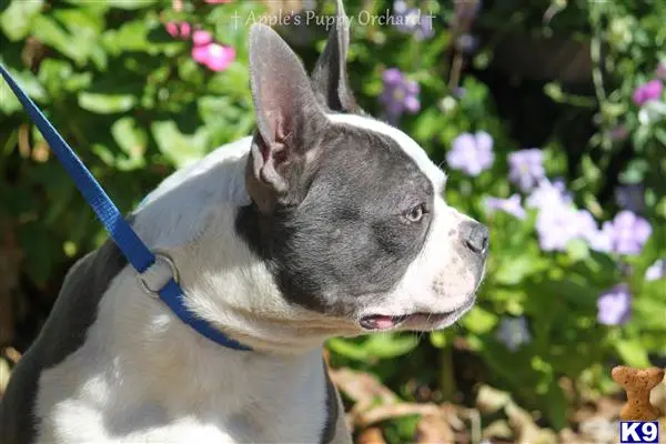 Boston Terrier Stud Dog: Lil Blue Mojo 8 Years old