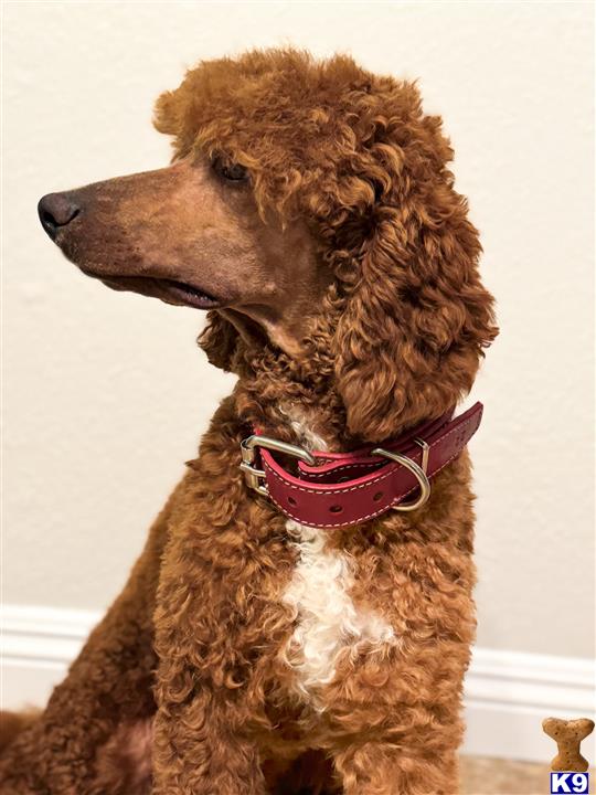 Poodle Stud Services - Toy, Standard & Miniature Poodle Studs