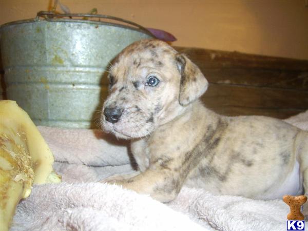 FAWN MERLE- some brindle- MALE