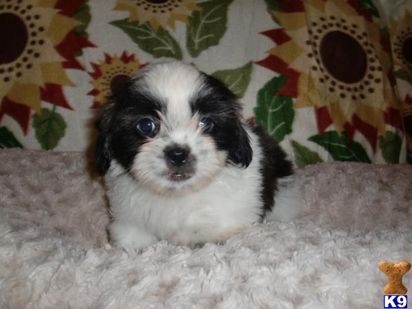 Handsome Male Puppy 8 weeks