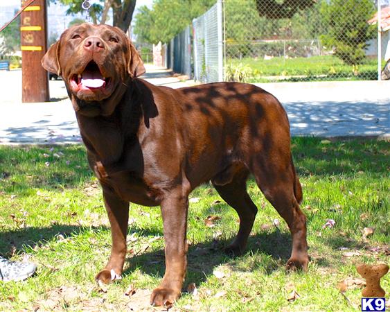 Labrador Retriever Dog for Sale: DOZER 11 Years old