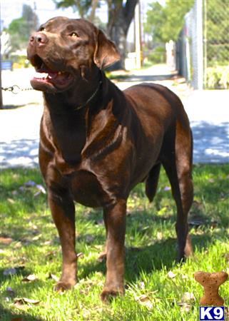 Labrador Retriever Dog for Sale: DOZER 11 Years old