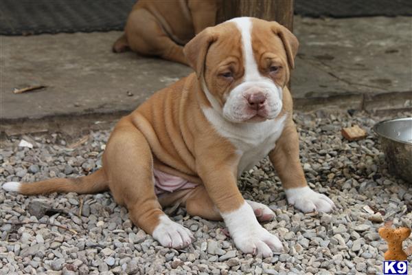 Giant Bandog Pupps For Sale