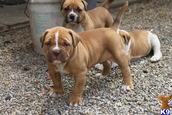 Giant Bandog Pupps For Sale