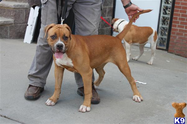 Giant Bandog Pupps For Sale