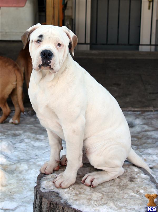 5 Month Old Bandog Pups For Sale