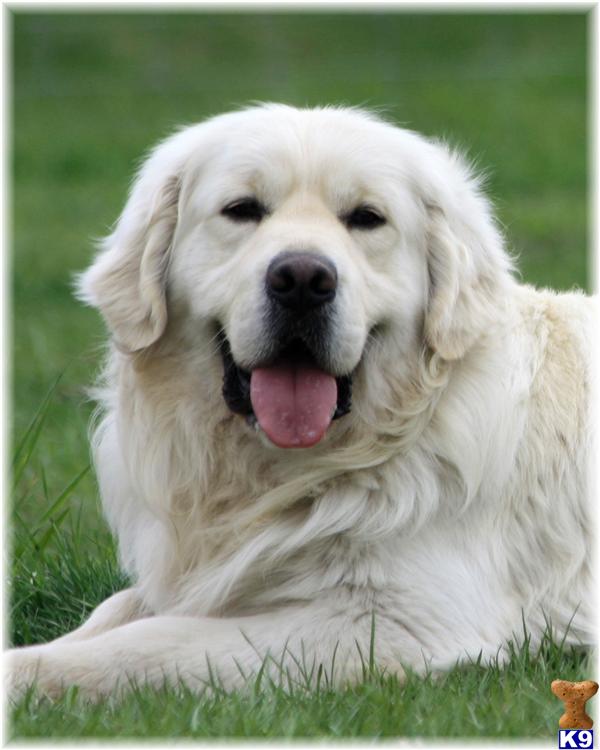 ONE OF A KIND BEAUTIFUL SIRE W/ REAL GINORMOUS HEAD SIRED BY SHARDANELL ...