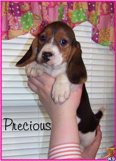 Registered Male Beagle Puppy - Ready NOW