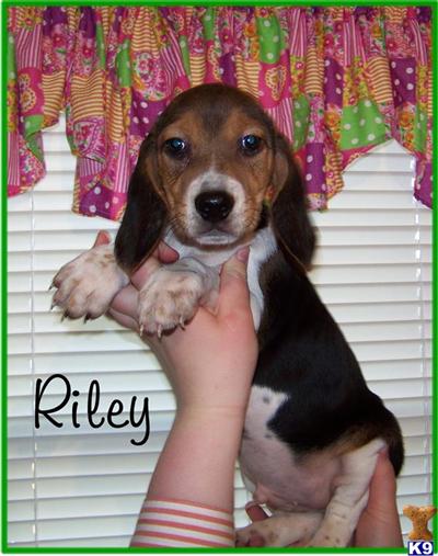 Registered Male Beagle Puppy - Ready NOW