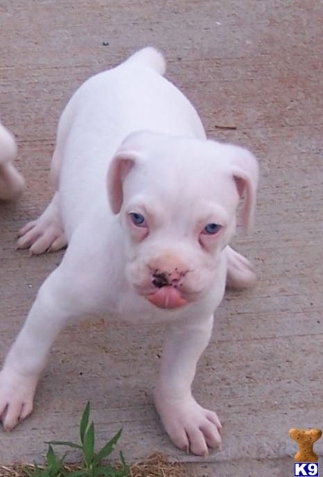 Blue Eyed Beauty CKC Registered White Female Boxer