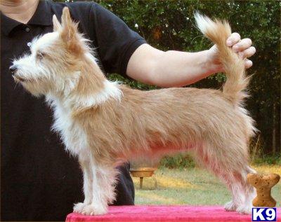 Podengo Pequeno Wire puppy - Ch. Sired