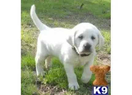 Labrador Retriever Puppies in Iowa