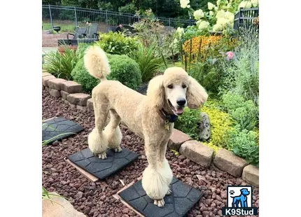 Poodle Stud Services - Toy, Standard & Miniature Poodle Studs