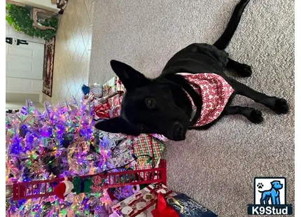 Females Looking for Stud - Connect for Responsible Breeding | K9Stud