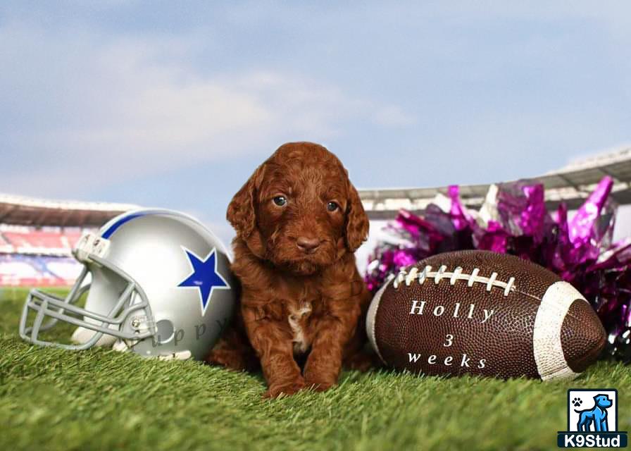 Find Puppies for Sale in California - Diverse Breeds Available | K9Stud