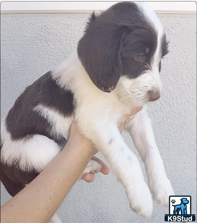Find Puppies for Sale in California - Diverse Breeds Available | K9Stud