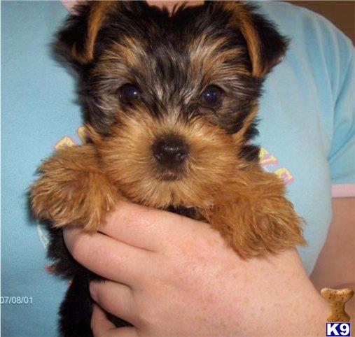 AKC purebred registered Yorkie