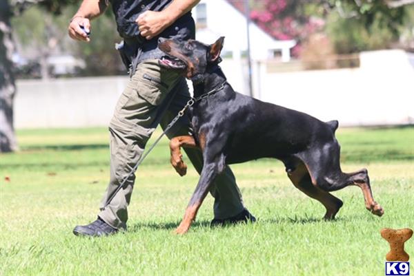 SUPER hot ALL EUROPEAN Doberman working/show line