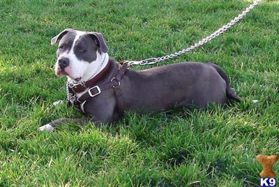 Chopper Boy Blue 17 Years old