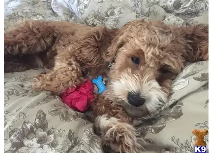 Cockapoos Stud Dogs - K9Stud