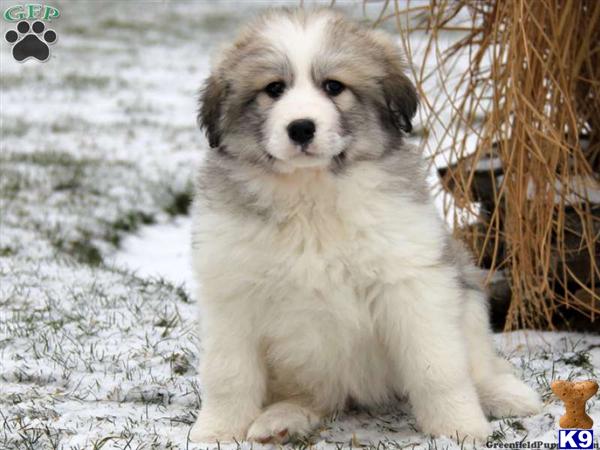 Melba / Great Pyrenees Mix
